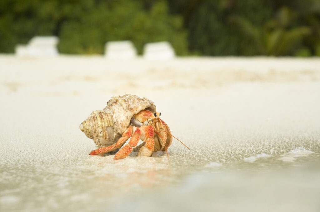 Approaching Change like a Hermit Crab – New Harbinger Publications, Inc